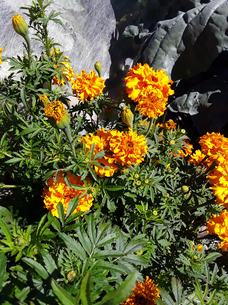 Marigold: Aztec - seeds – Thyme Again Gardens