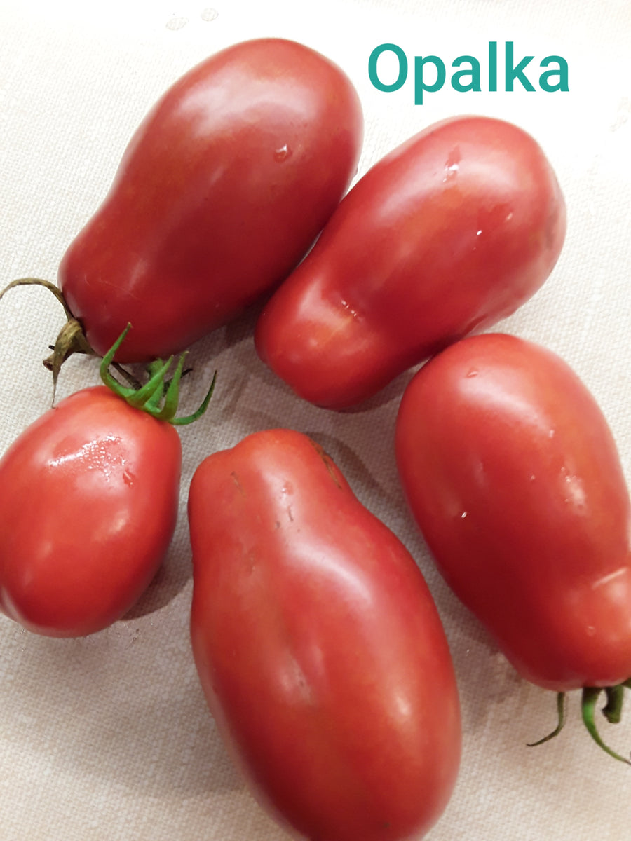 Tomato: Opalka - seeds – Thyme Again Gardens